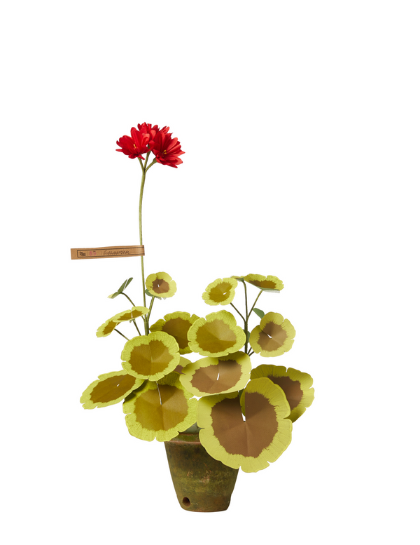 Mini Two-Toned Geranium Plant - Coco & Dash